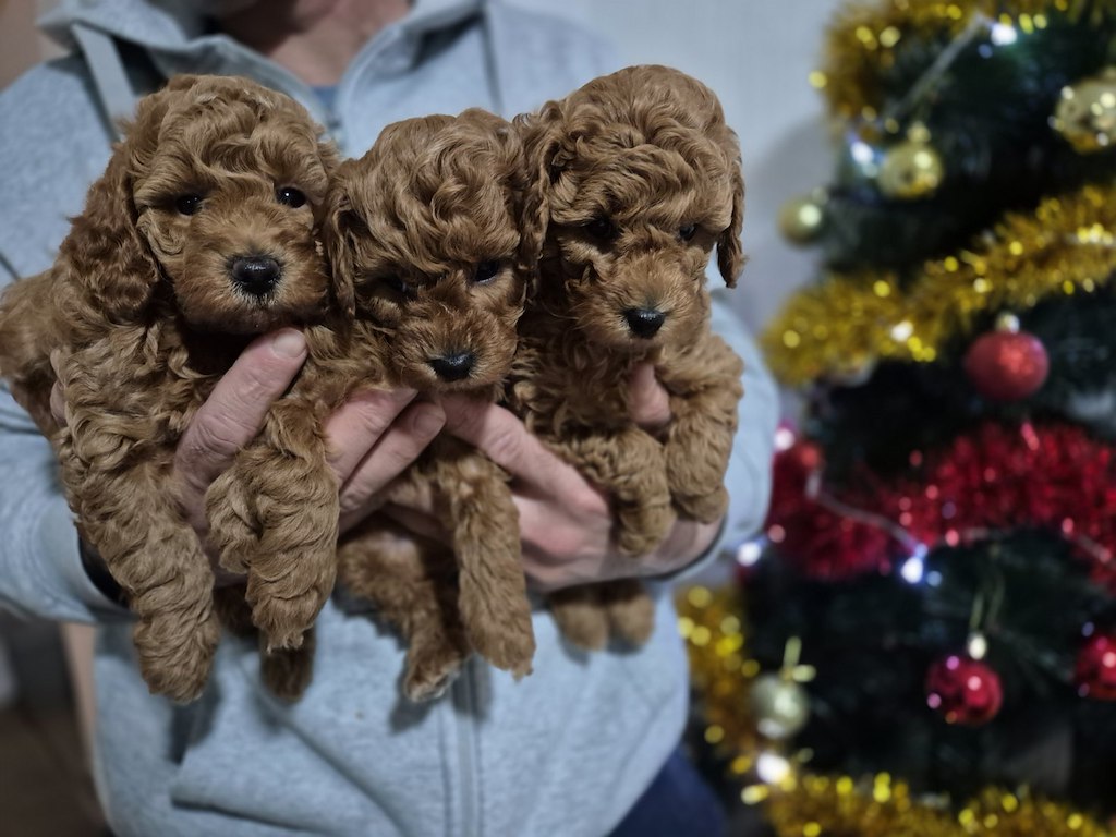 Crvene pudle na prodaju