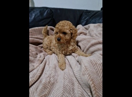 Crvena Toy Pudla prelepi štenci