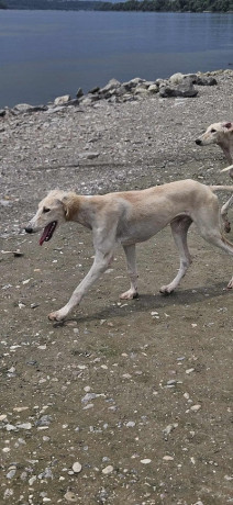 Persijski hrt SALUKI štenci