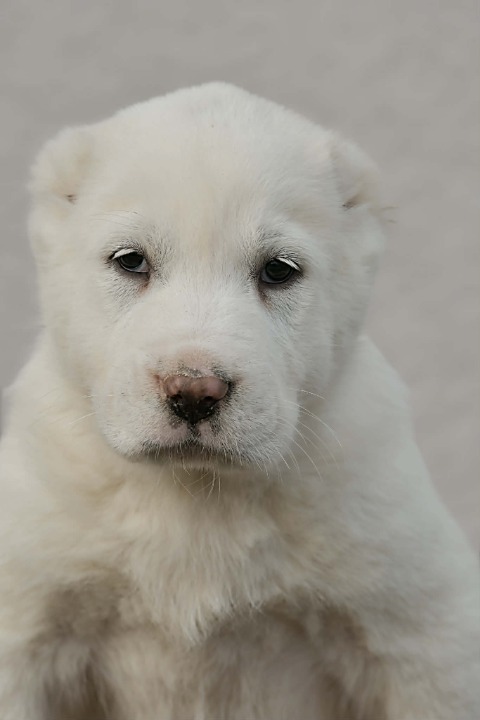 Srednjeazijski ovčar VRHUNSKI štenci