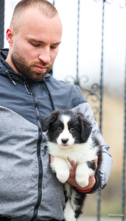Border Collie Border Koli štenci