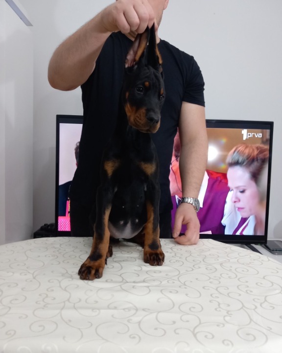 Doberman štenci