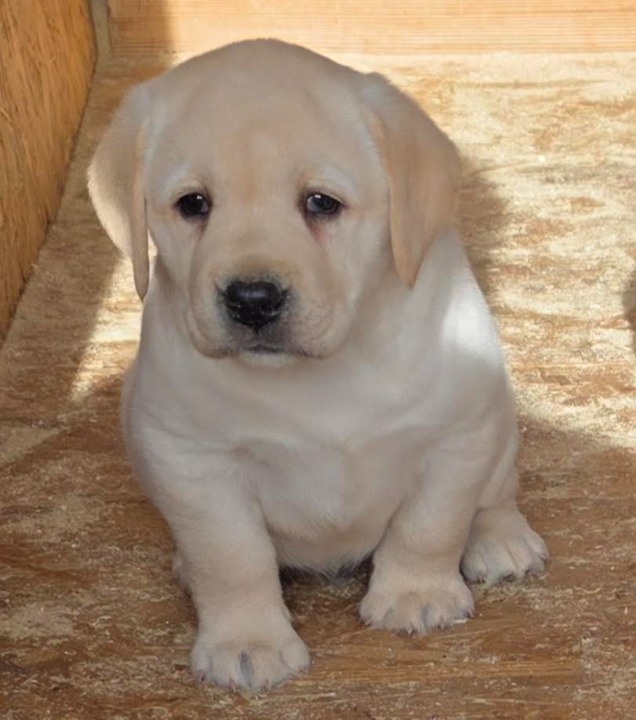 LABRADOR retriver, štenci šampionskog porekla