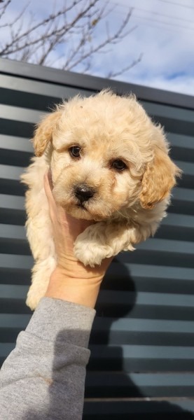 Maltipoo- bipoo
