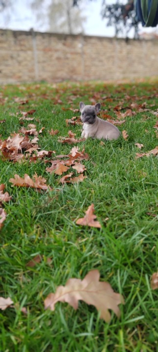 Francuski buldog štenci egzotičnih boja