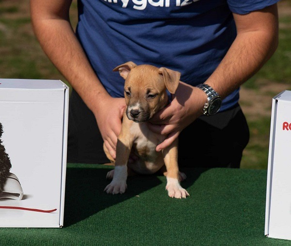 Američki Stafordski Terijer, vrhunski štenci