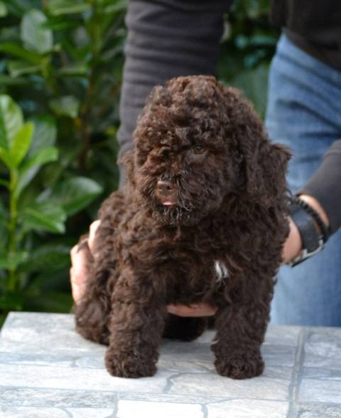 Lagotto Romagnolo štenci