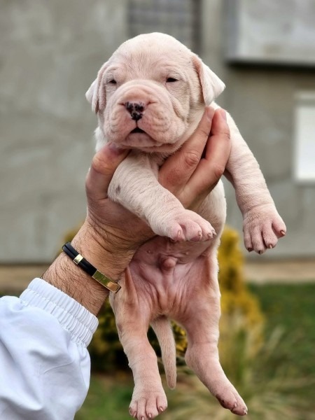 Dogo Argentino,mužijak slobodan za parenje
