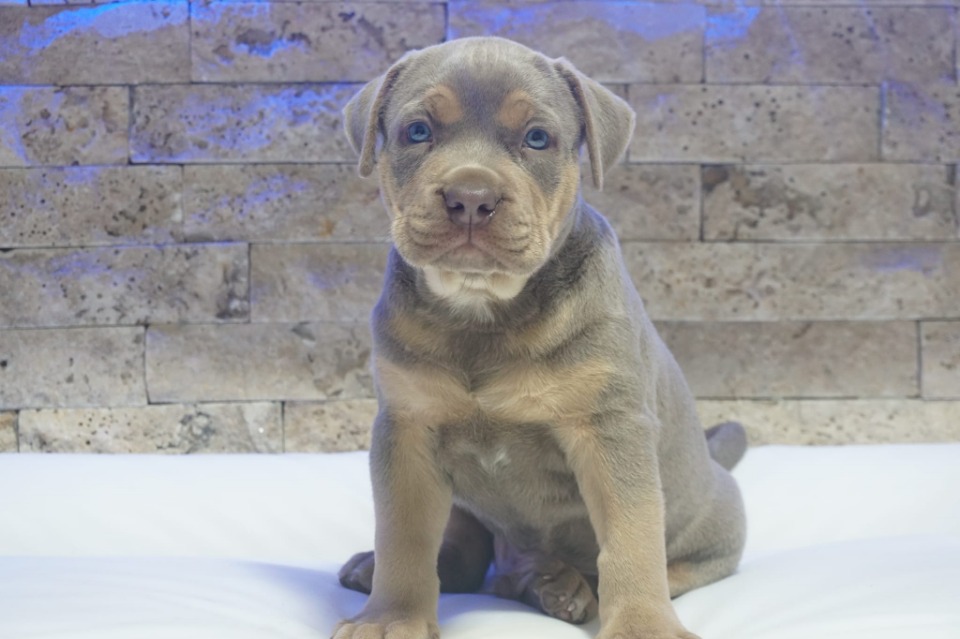 Pitbull Lilac Tricolor štene