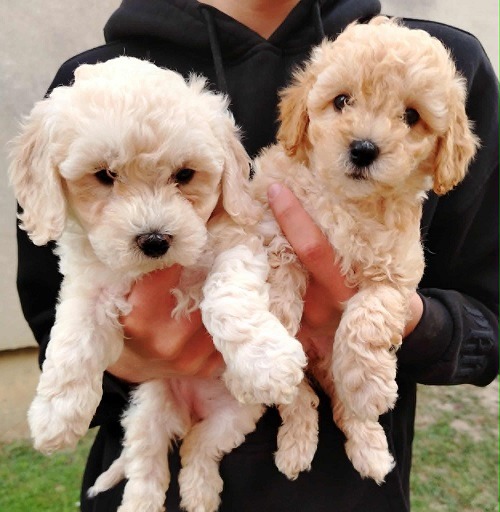 Maltipoo štenci