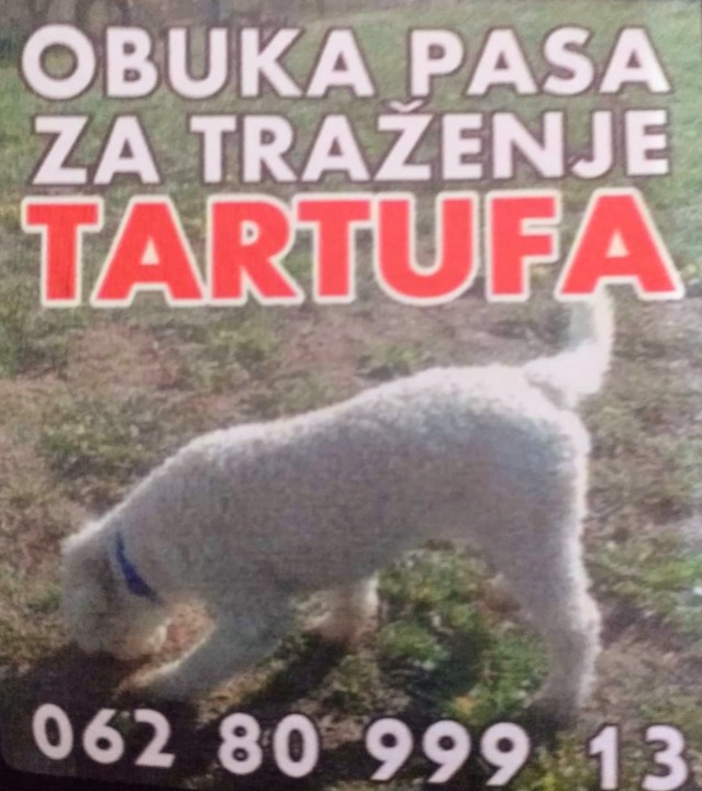 Psi za trazenje tartufa -Tartufari