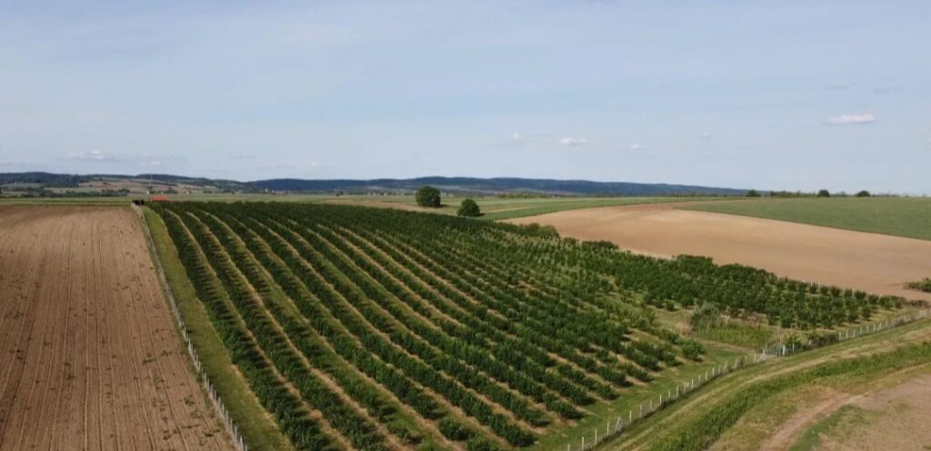 Plantaža lešnika-Sremska Mitrovica-Ležimir 378ari