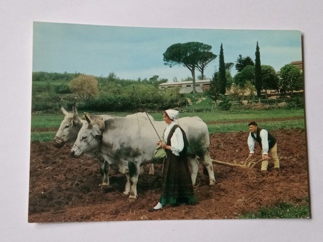 Istra - Oranje Sa Volovima - Hrvatska - Čista -