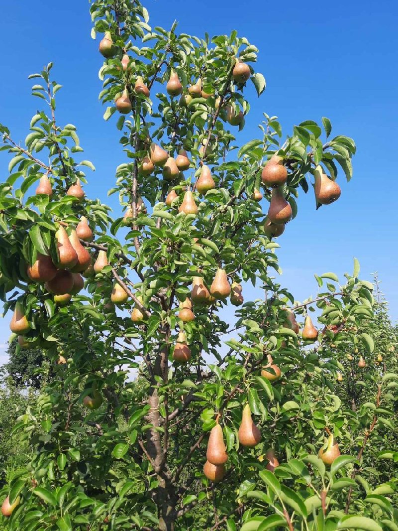 Prodajem zasad kruške 104 ara Smederevska Palanka