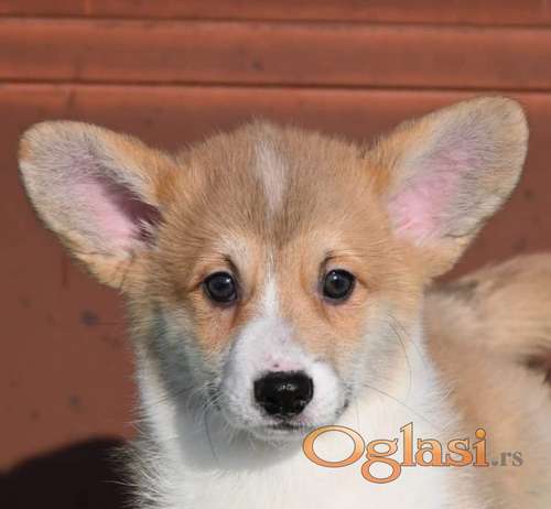 Velski korgi/Welsh Corgi Pembroke štenci