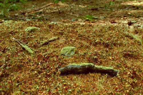 Model scene F603 Forest Base - Late Summer