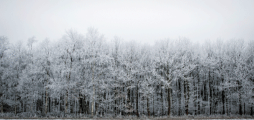 Coastal kits S700BG Winter Forest Background