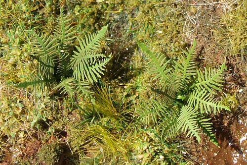 Model scene VGT-001 Fern