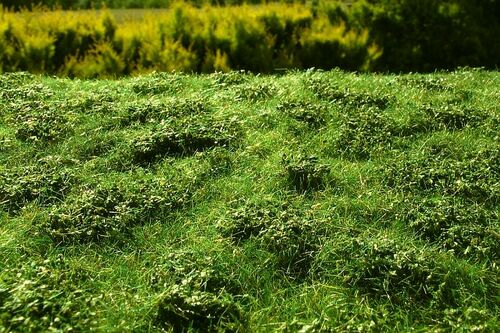 Model scene F502 Low Bushes - Early Summer
