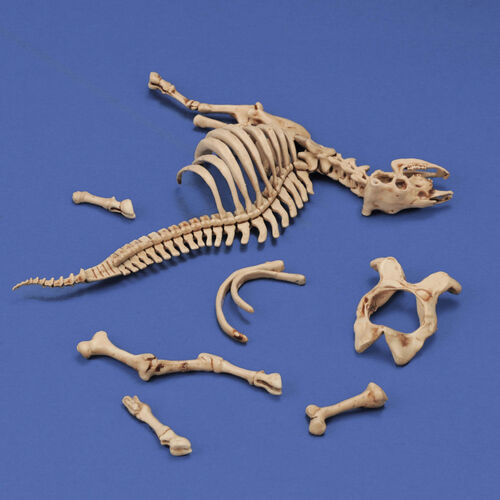 Royal Model di R. Reale 1048 Cow Skeleton No.3 (3D-Printed)