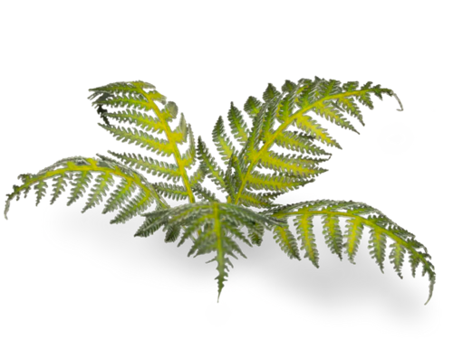 GamersGrass GGLP-GB Laser Plants - Bracken
