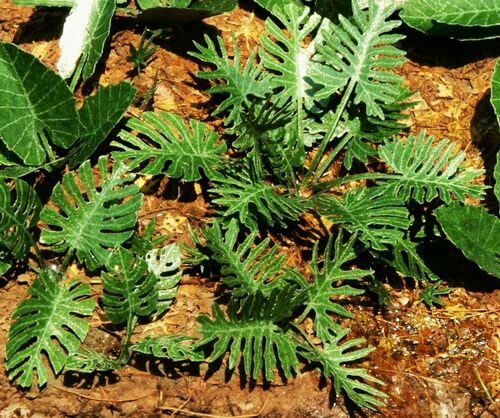 Model scene VG7-031 Jungle Set - Type I