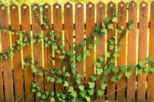 Model scene VG3-029 Ivy