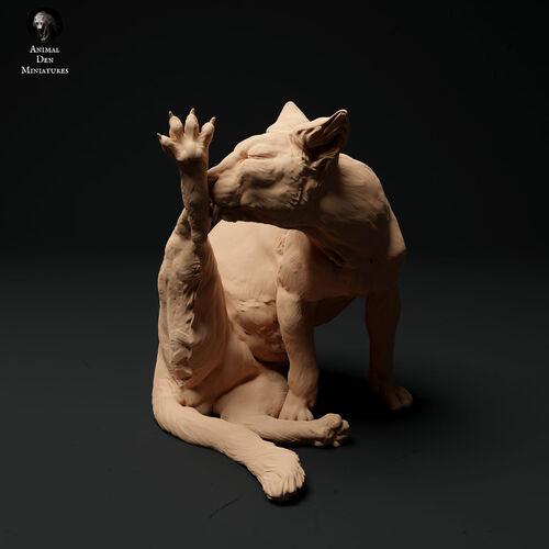 EMP3D 35130109 Koty - zestaw nr 1 - myjący się i śpiący