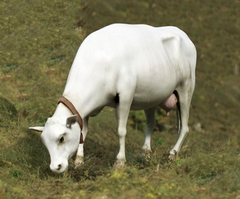 Royal Model di R. Reale 747 Cow standing