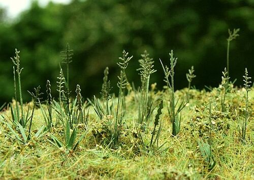 Model scene VG3-015 Fescue