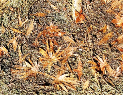 Model scene L3-310 Dry jungle leaves mixture