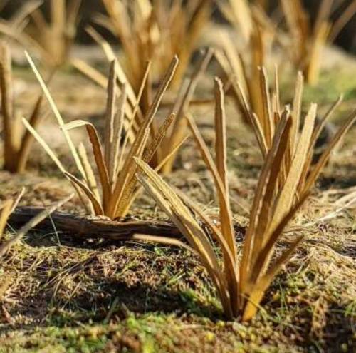 Model scene VG3-042 Grass tufts dry