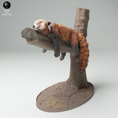 EMP3D 25130717 Pandka ruda (mała) - samiec leżący na drzewie - 1 sztuka