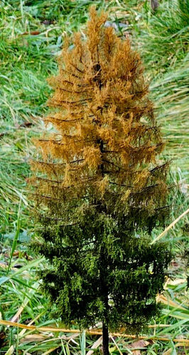FREON MSUP1 Solid Larch (Dry) 18/20cm