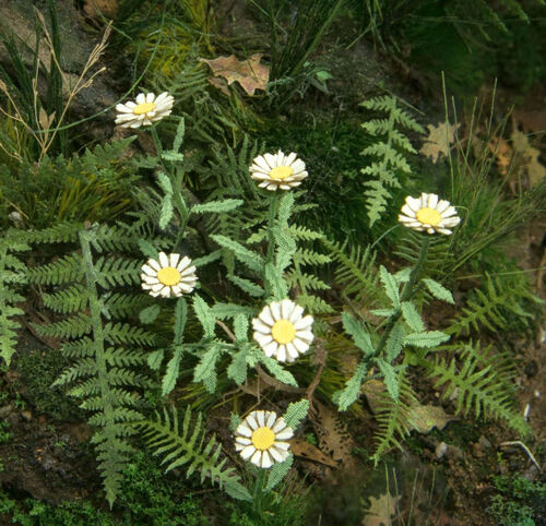 Model scene VG3-046 Daisy