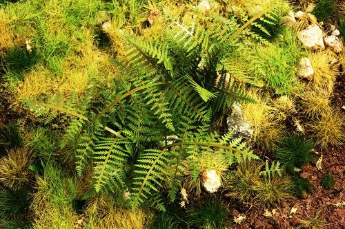 Model scene VG3-030 Bracken fern