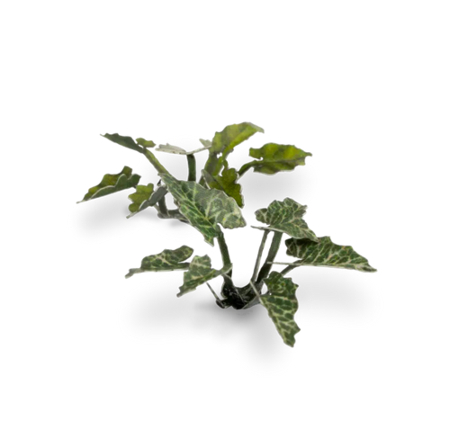 GamersGrass GGLP-LAL Laser Plants - Lords-and-Ladies