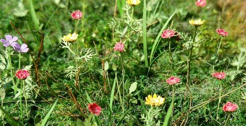 Model scene VG3-028 Meadow flowers