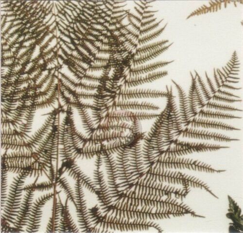 Peddinghaus-Decals 0073 Fern