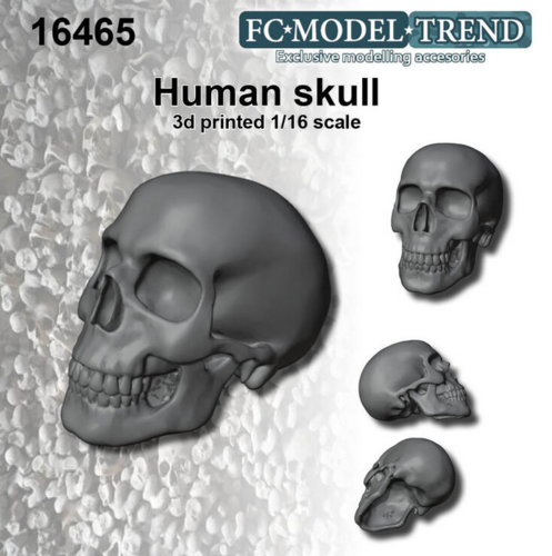 FC ModelTrend 16465 Human skull