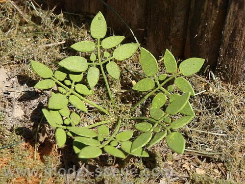 Model scene VG7-004 Low Weed - Type I