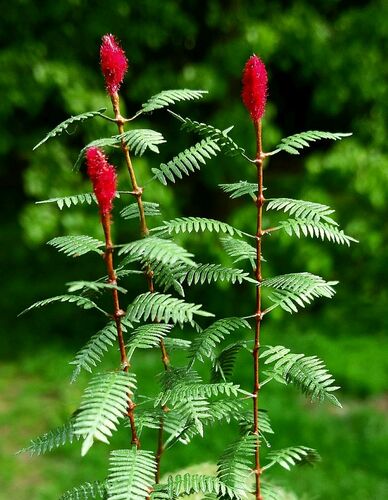 Model scene VG3-018 Sumac