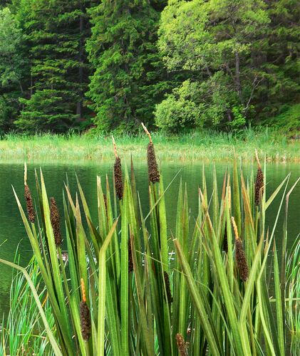 Model scene VG3-008 Bulrushes