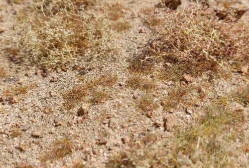 Model scene F320 Middle East rocky desert