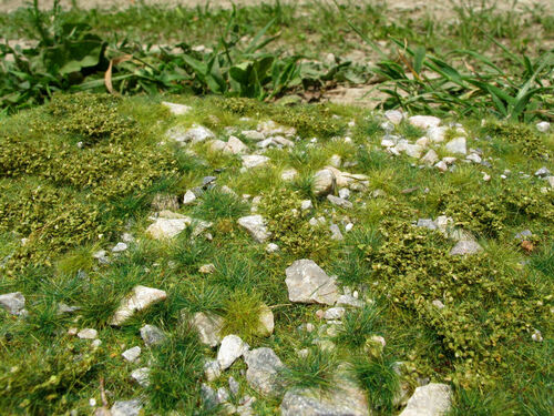 Model scene F722 Stonny (Calc) - Early Summer
