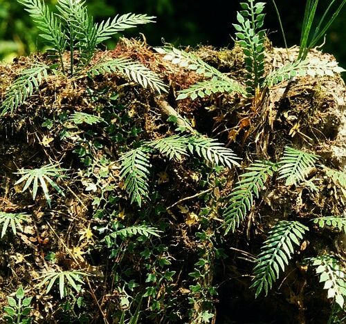 Model scene VG3-032 Jungle Set - Type II