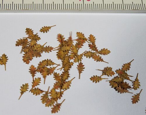 Model scene L3-206 Northern Red Oak - Dry Leaves