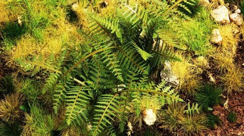 Model scene VG7-030 Bracken fern