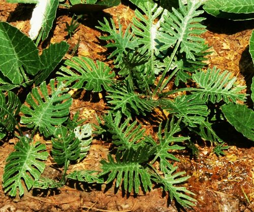 Model scene VG3-031 Jungle Set - Type I