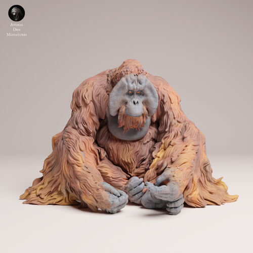 EMP3D 72130722 Orangutan sumatrzański - Samiec siedzący - 1 sztuka